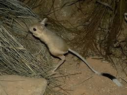 Greater Egyptian Gerbel | Israel