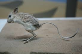 Greater Egyptian Gerbel | Israel