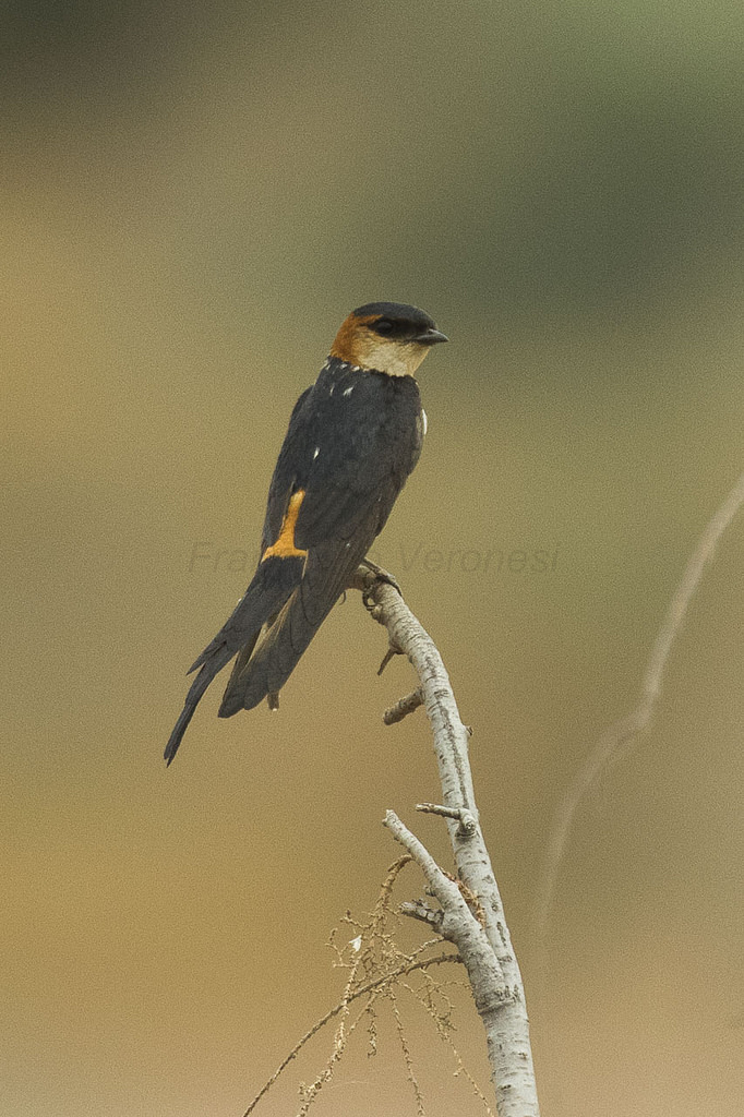 Red Rumped Swallow | Israel