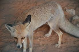 Sand Fox | Israel